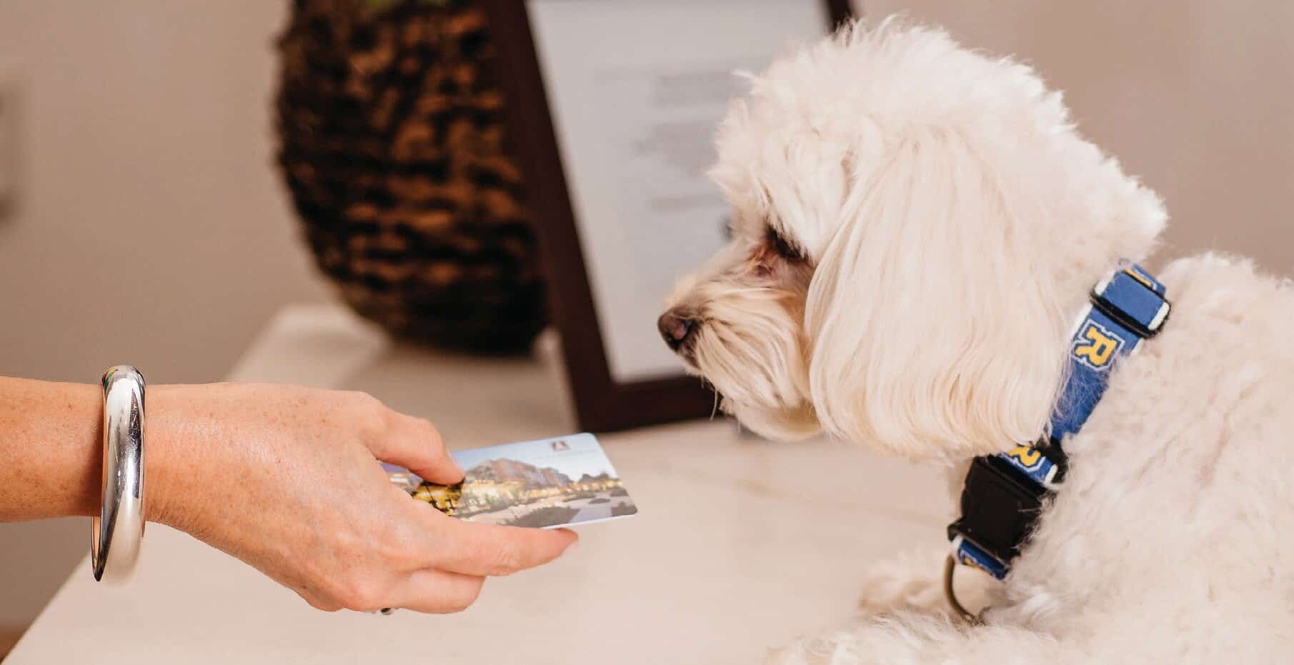 The Alfond Inn in Winter Park Offers Rooms for Rover - First Coast ...